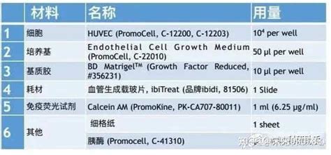实验技巧 血管生成实验肿瘤项目必做实验之一 知乎