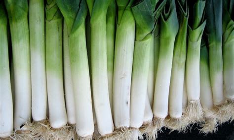 Growing Leeks How To Grow Lovely Luscious Alliums Epic Gardening