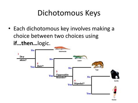 PPT Dichotomous Keys PowerPoint Presentation Free Download ID