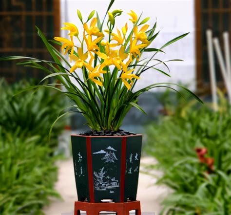 这款兰花，一年可多次开花，通体金黄，兰香浓郁，易花易芽还好养 百科ta说