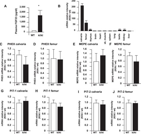 Expression Of Fibroblast Growth Factor 23 Fgf23 Pi Regulation