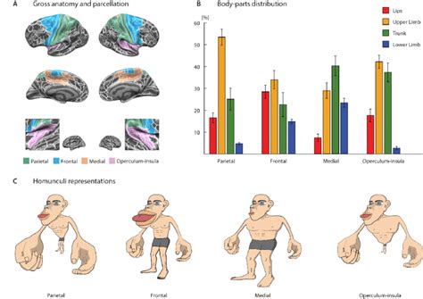 Quantitative Differences In The Spatial Distributions Of Body Parts Download Scientific Diagram