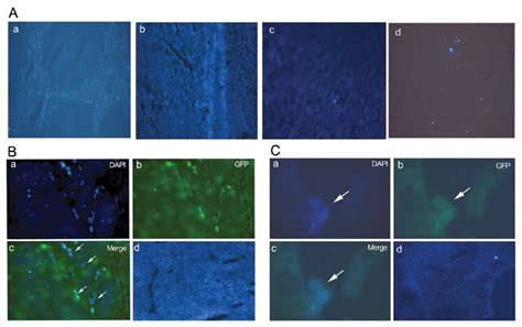 Distribution Of Mscs In Mice Bearing Tumors A Distribution Of Download Scientific Diagram