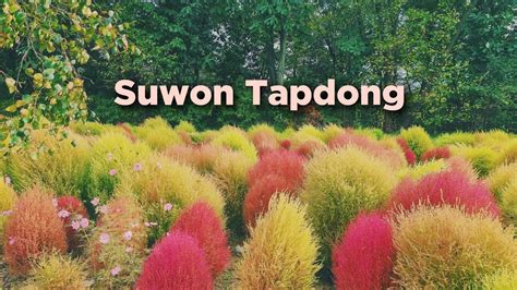 수원역 근처에서 댑싸리 즐기기 수원 여행 수원역 근처 가볼만한 곳 데이트 코스 추천 정원 보여주는 남자 Youtube