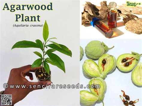 Agarwood Plant Aquilaria Crassna 6 8 Size X1 Plant