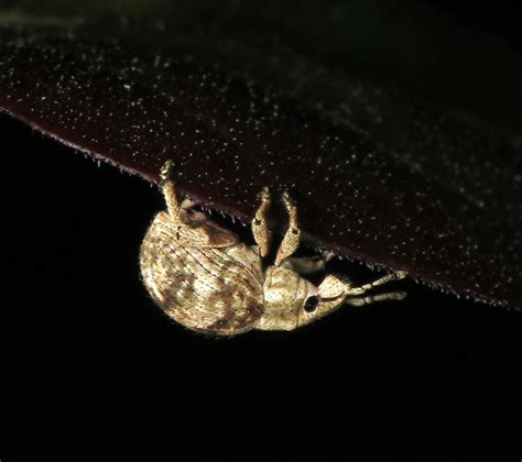 Two Banded Japanese Weevil From Framingham MA USA On May 7 2024 At