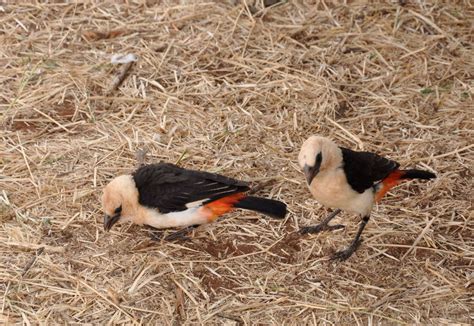 Afrikanske Fugle Tanzania Birds Of Tanzania Birds Bird Species Beautiful Birds