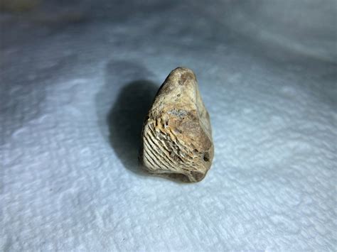 ID Help Fossil ID The Fossil Forum ID Help Fossil ID The Fossil Forum