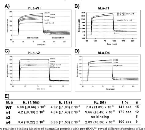 Figure 3 From The La Motif And The Rna Recognition Motifs Of Human La