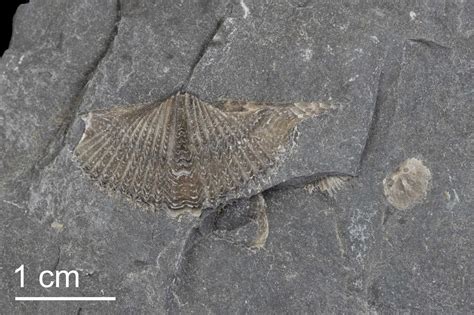 Mucrospirifer Mucronatus · Devonian Atlas Of Ancient Life