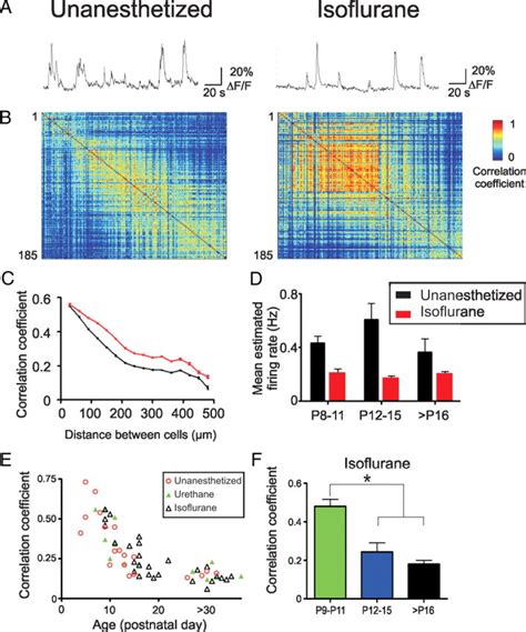 Internally Mediated Developmental Desynchronization Of Neocortical Network Activity Pmc