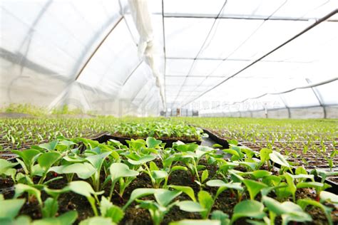 Agriculture高清图片 白菜幼苗成长 风景名胜免费下载 格式 5760像素 编号64579476 千图网