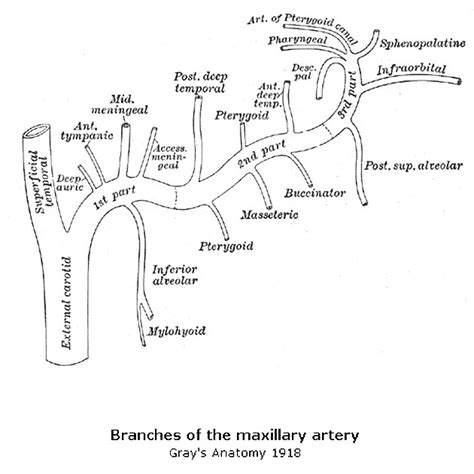 Head And Neck Areas Organs Infratemporal Fossa Maxillary Artery Artofit