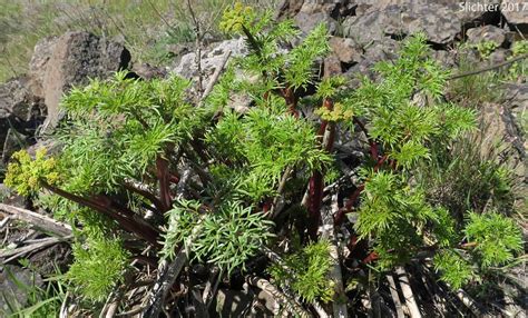 Carrotleaf Biscuitroot Fern Leaf Desert Parsely Lomatium Dissectum