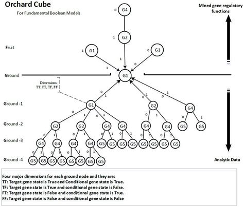 Frontiers A Novel Data Driven Boolean Model For Genetic Regulatory