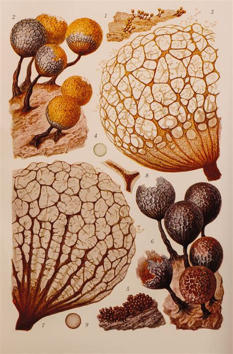 This Seattle Artist Wants To Share Her Slime Mold Revelation Artofit