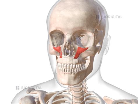 Levator Labii Superioris Biodigital Anatomy Levator Labii Superioris Biodigital Anatomy