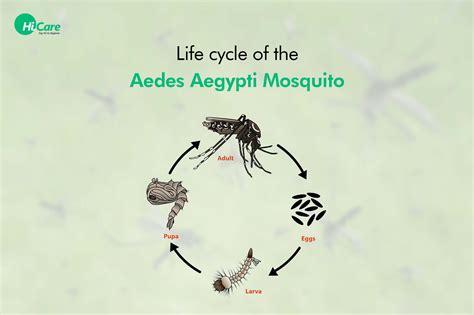 Aedes Mosquito Eggs