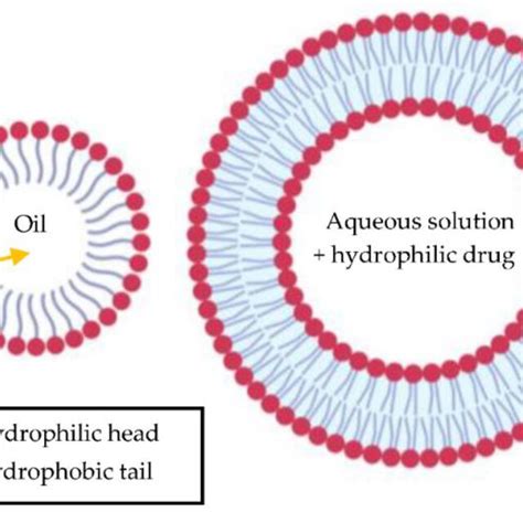 Structural Differences Between An Oil In Water Microemulsion Left And Download Scientific