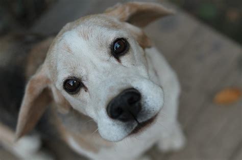 Alimentos Malos Para La Epilepsia En Perros Actualizado Abril 2025