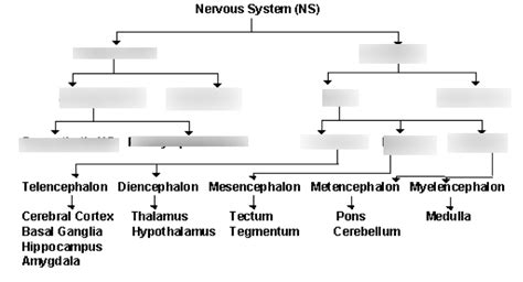Nervous System Flow Chart Diagram Quizlet