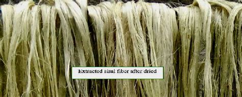 Extraction Process Of Sisal Fiber Download Scientific Diagram