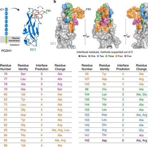 Structure Based Interfacial Prediction Reveals A Surface Patch On Pcdh1 Download Scientific