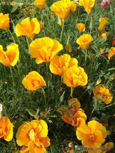花菱草花 绿宝园林网