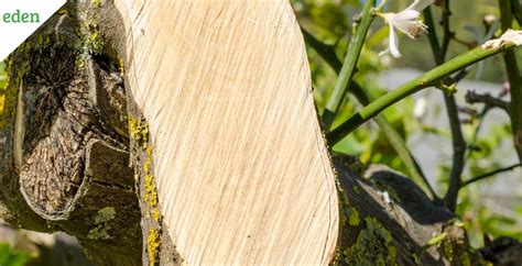 Painting On Tree Pruning Sealer Is A Bad Idea Know Why Eden Lawn