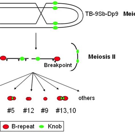 Ti Binary Vector System For Agrobacterium Mediated Plant Download Scientific Diagram