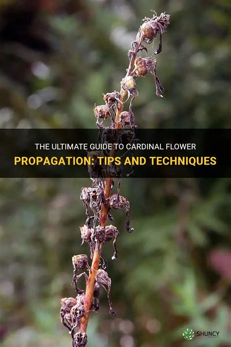 The Ultimate Guide To Cardinal Flower Propagation Tips And Techniques Shuncy