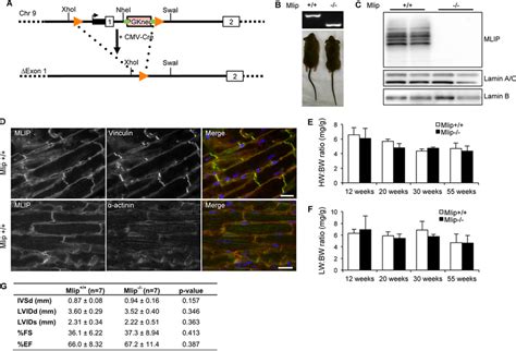 Mlip Deficient Mice Have Normal Cardiac Structure And Function A Download Scientific Diagram