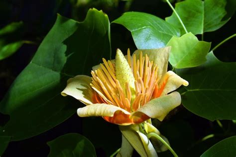 Premium Photo Flower Of The Tulip Tree Liriodendron Tulipifera An