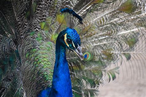 Download Bird Peacock Ornithology Royalty Free Stock Illustration Image Pixabay
