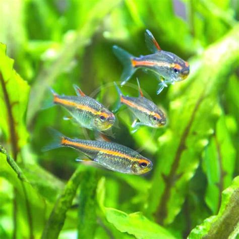 Tetra Glowlight Hemigrammus Erythrozonus Aquatics Unlimited