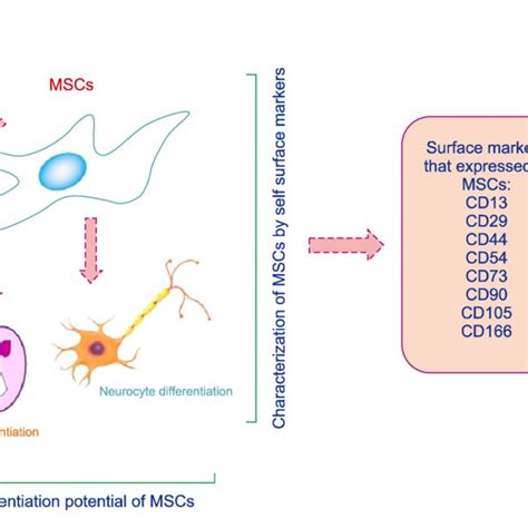 Multi Lineage Differentiation And Cell Surface Markers Of Mscs