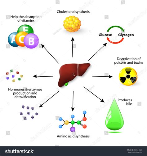 Liver Functions Synthesis Protein Amino Acid Stock Illustration