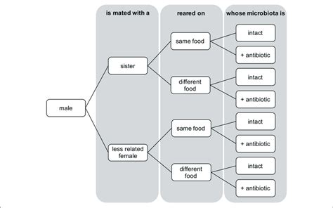 Schematic Representation Of The Three Factorial Design Showing The Download Scientific