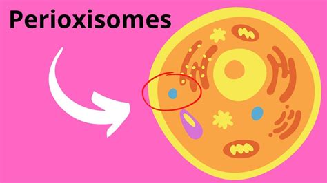 Peroxisomes Structure