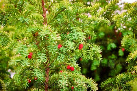 Evergreen European Yew Tree Foliage Close Up Taxus Baccata Tree Green