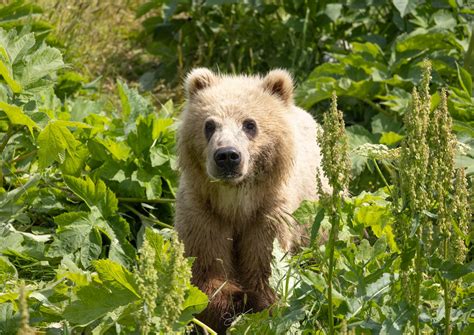 Kodiak Bear Camp Explore And Capture Bears — Book Now — Scott Stone