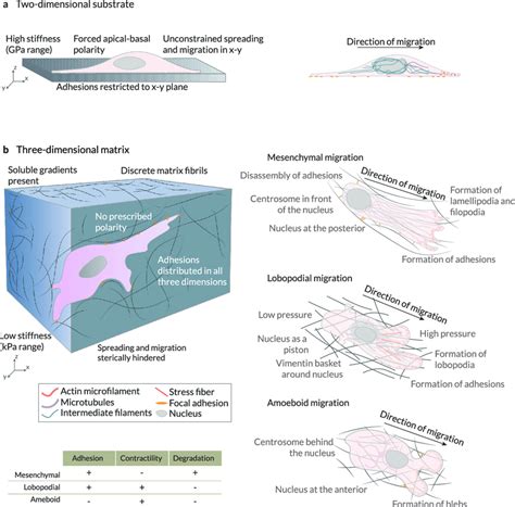 Cells In 2d Vs 3d Cells In A 2d And B 3d Microenvironments Interact Download Scientific