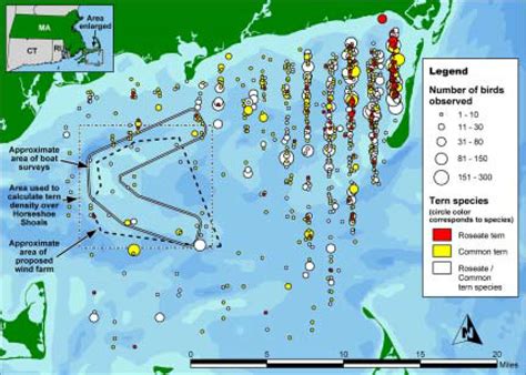 Locations And Numbers Of Roseate And Common Terns And Tern Species