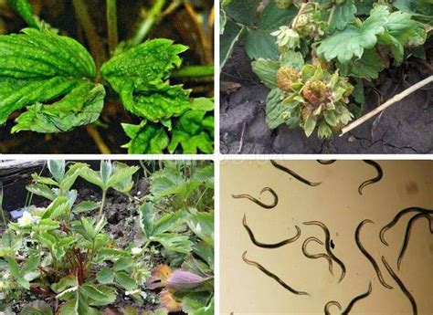 Земляничная нематода 】Компания «БиоЗащита