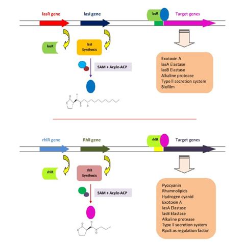 Pdf Quorum Sensing In Bacteria And A Glance On Pseudomonas Aeruginosa