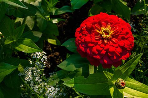 진니아 는 아스테라세아 가족의 연간 및 다년생 잔디와 관목의 속이다 화창한 여름날에 붉은 정원 꽃이 피는 백일홍에 대한 스톡