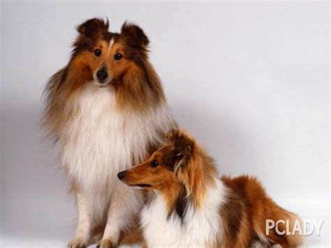 蘇格蘭牧羊犬咬人嗎 每日頭條