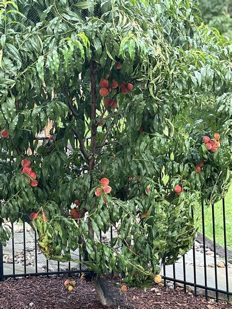 Fruit Cocktail Trees For Sale