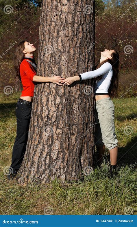 Big Pine Tree Stock Image Image Of Pair Color Grass 1347441