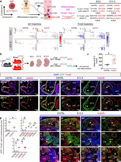 Single Cell Transcriptomic Profiling Unveils Dysregulation Of Cardiac Progenitor Cells And